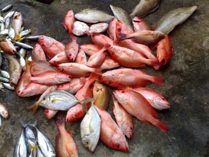 Fishing adventurers in Brunei waters: Ikan merah