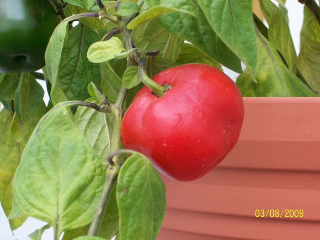 Temperos peruanos e outros: Rocoto