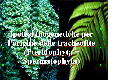 Professionisti della Natura: DIVISIO PTERIDOPHYTA Ipotesi filogenetiche ...