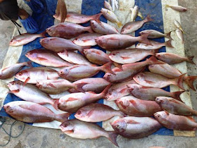 ikan sulit merah in english - RandytaroJarvis