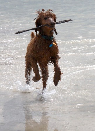Travels with Chase and Bud: Rasta Poodle or Afghan Hound?