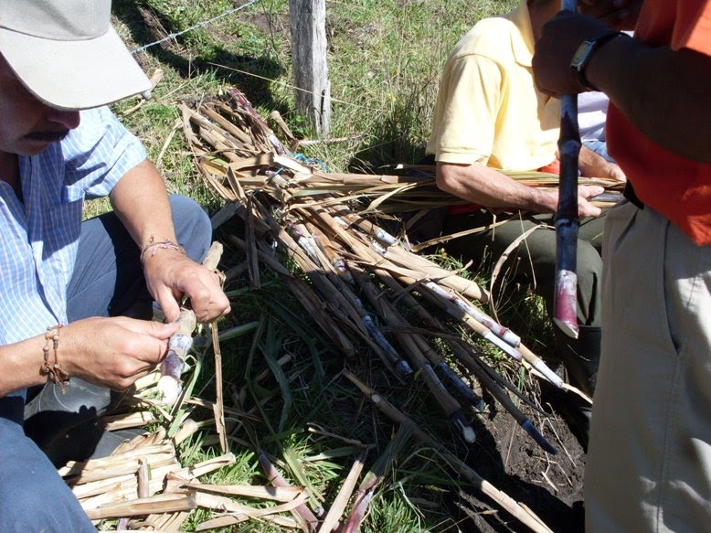 JOVENES RURALES EMPRENDEDORES: SIEMBRA PASTO DE CORTE PARA ALIMENTACIÓN ...