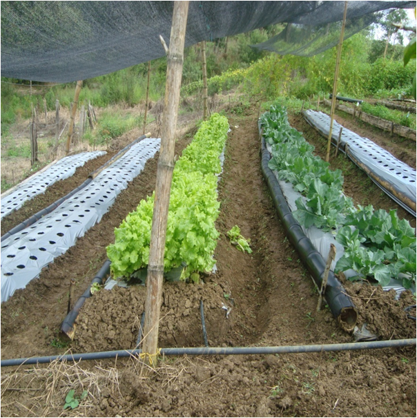 Proyectos Innovadores: GRANJA INTEGRAL AUTOSOSTENIBLE