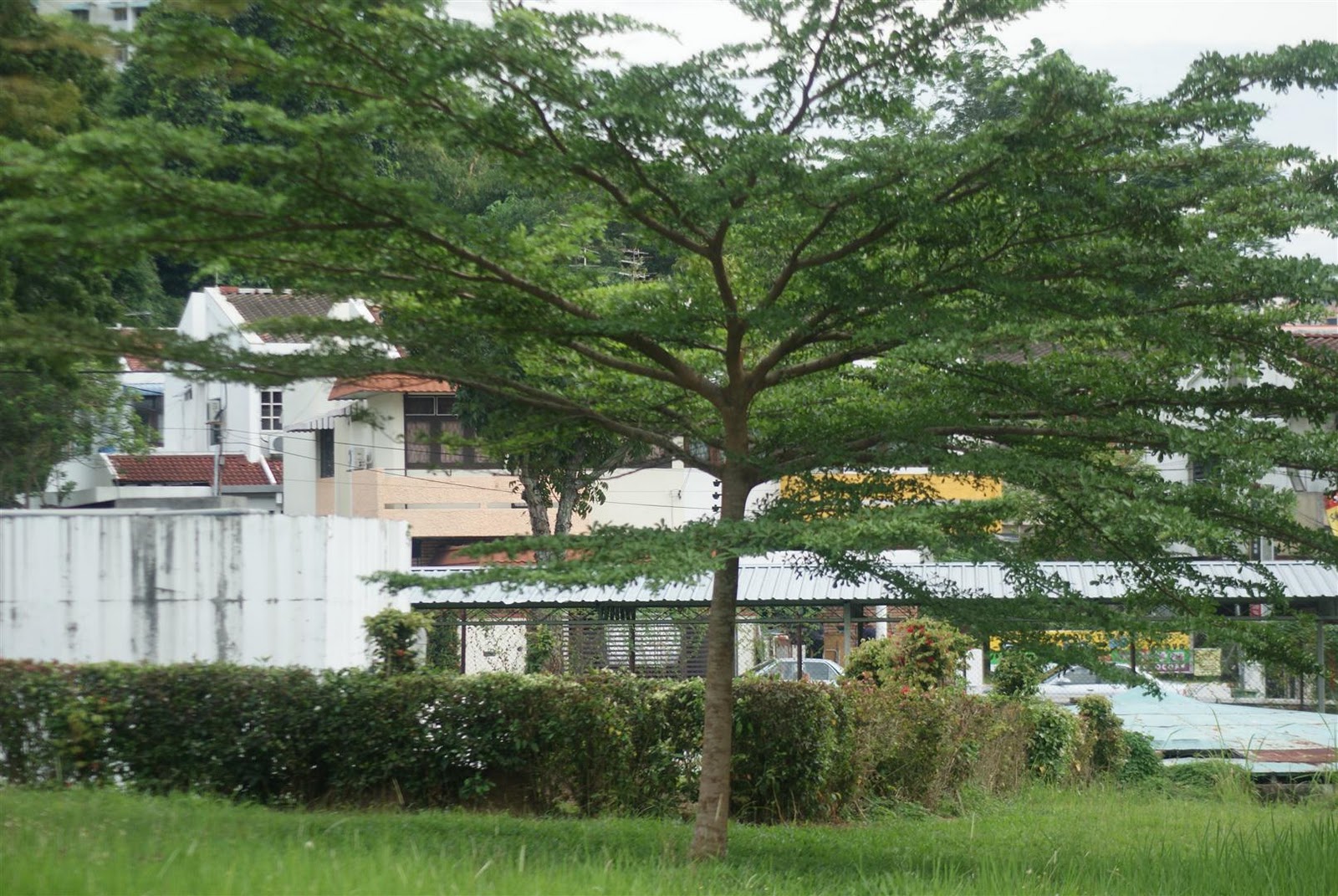 ..membimbing ke arah generasi lestari..: E : Pokok Doa @ Bucida Molineti