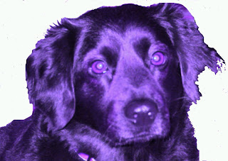 The Purple Pineapple 2