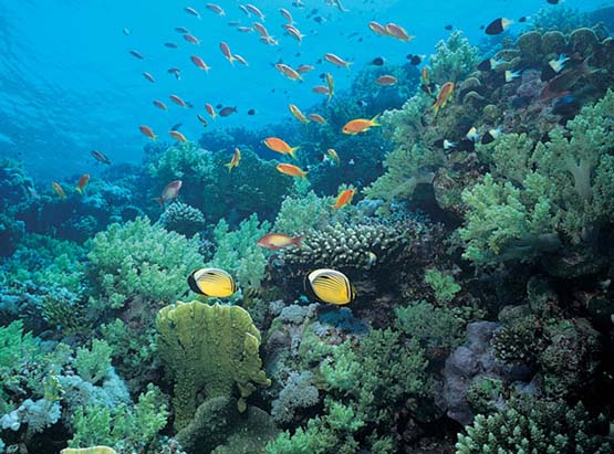 Mis videos: ecosistema acuatico