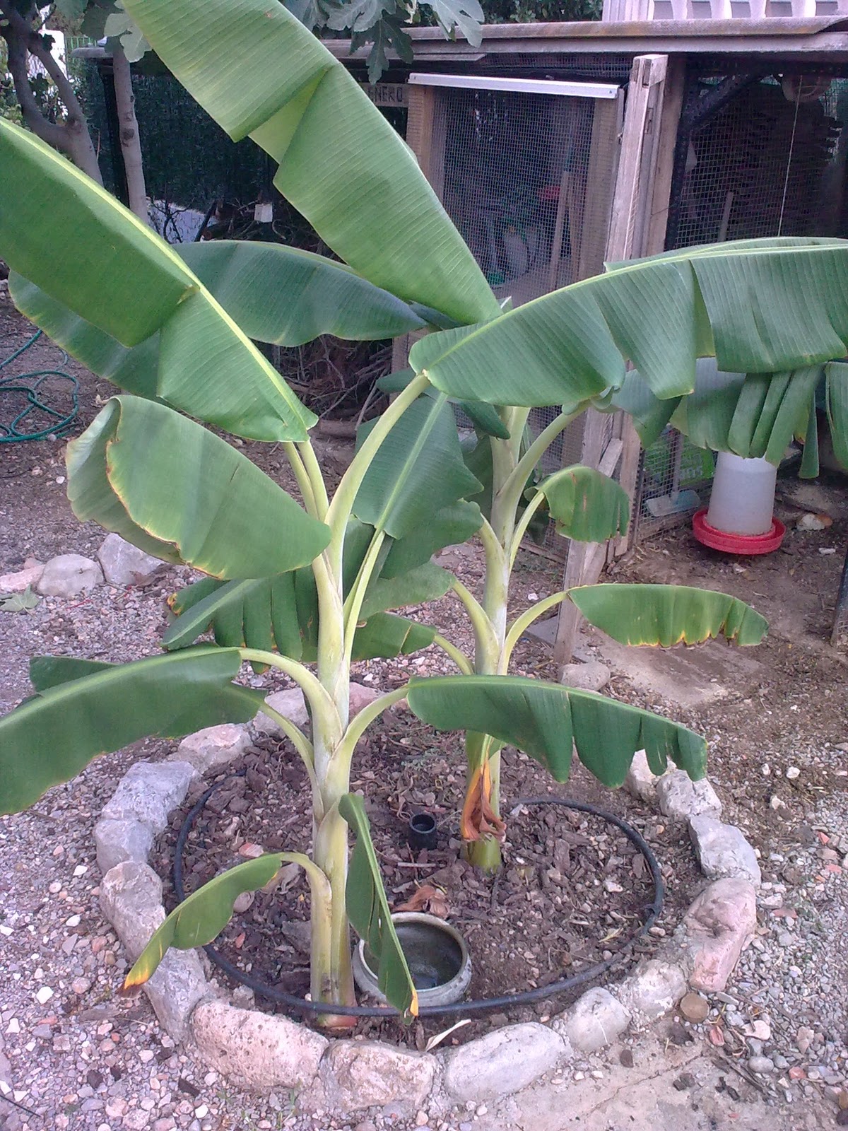 Huerto de Tatay: crecimiento de platanerahuerto