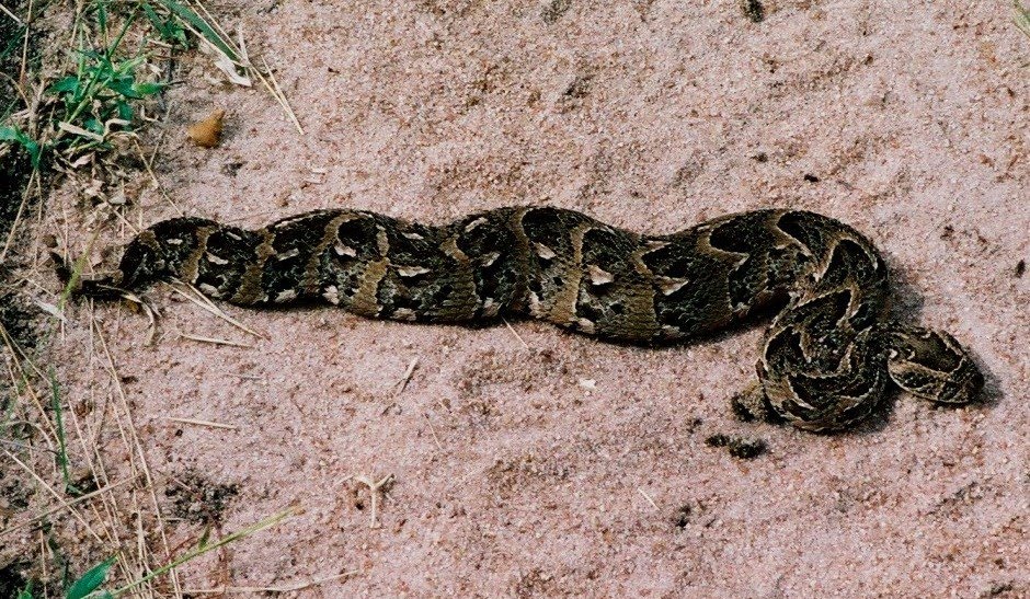 in the wild: Puff Adder