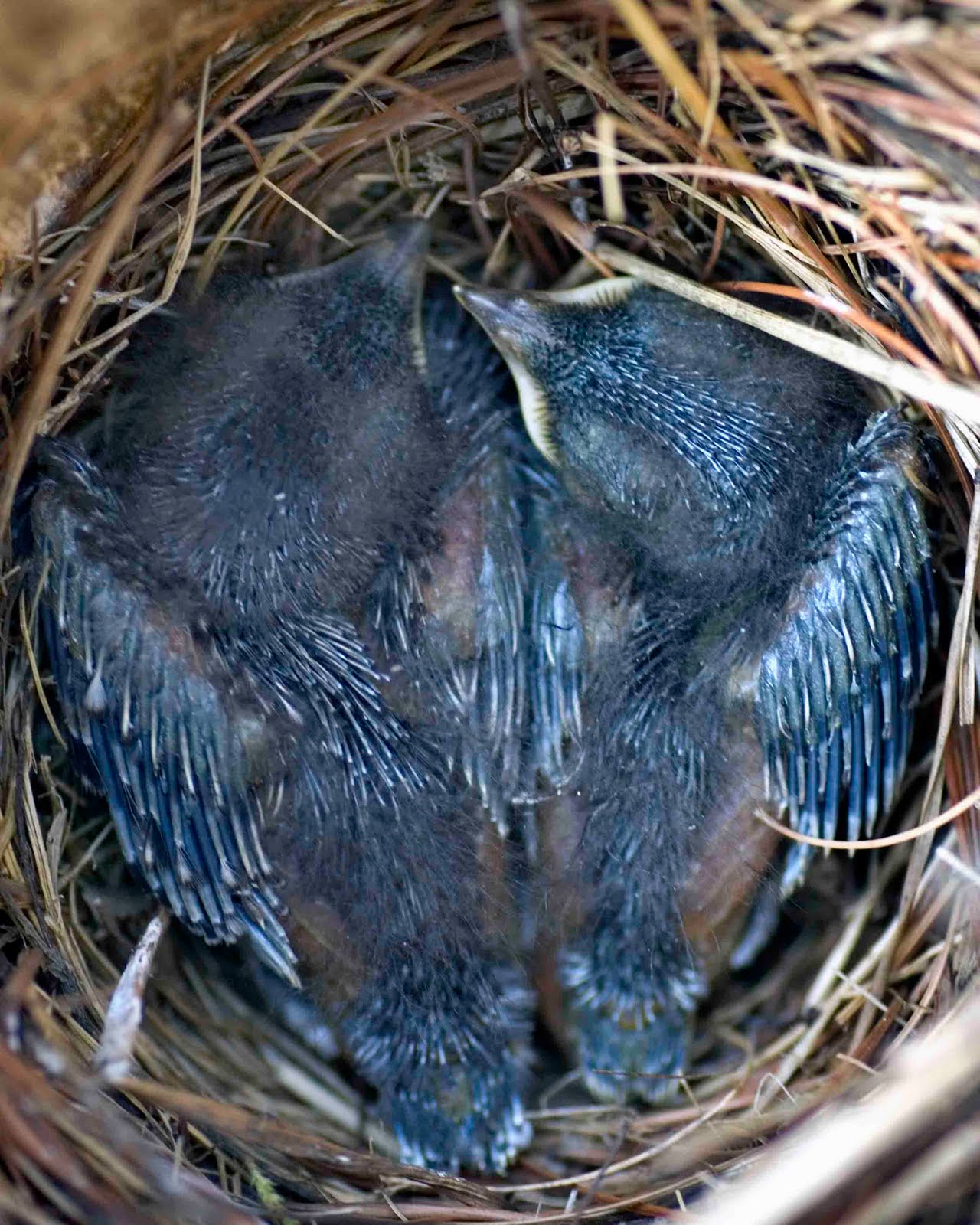 Plays With Needles: Becoming Blue