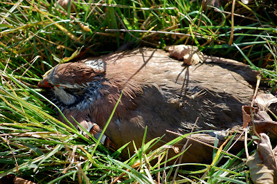 The Plashing Vole: Wetley Rocks!