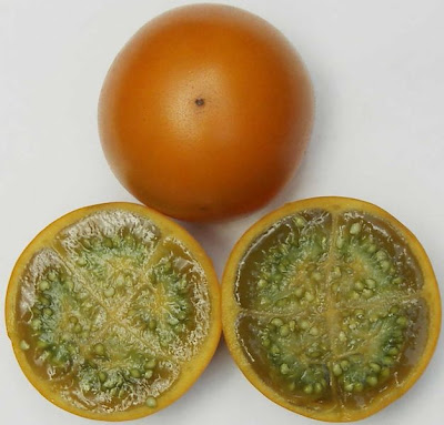 CRISTIAN PEDREROS: LULO O NARANJILLA (Solanum quitoense)
