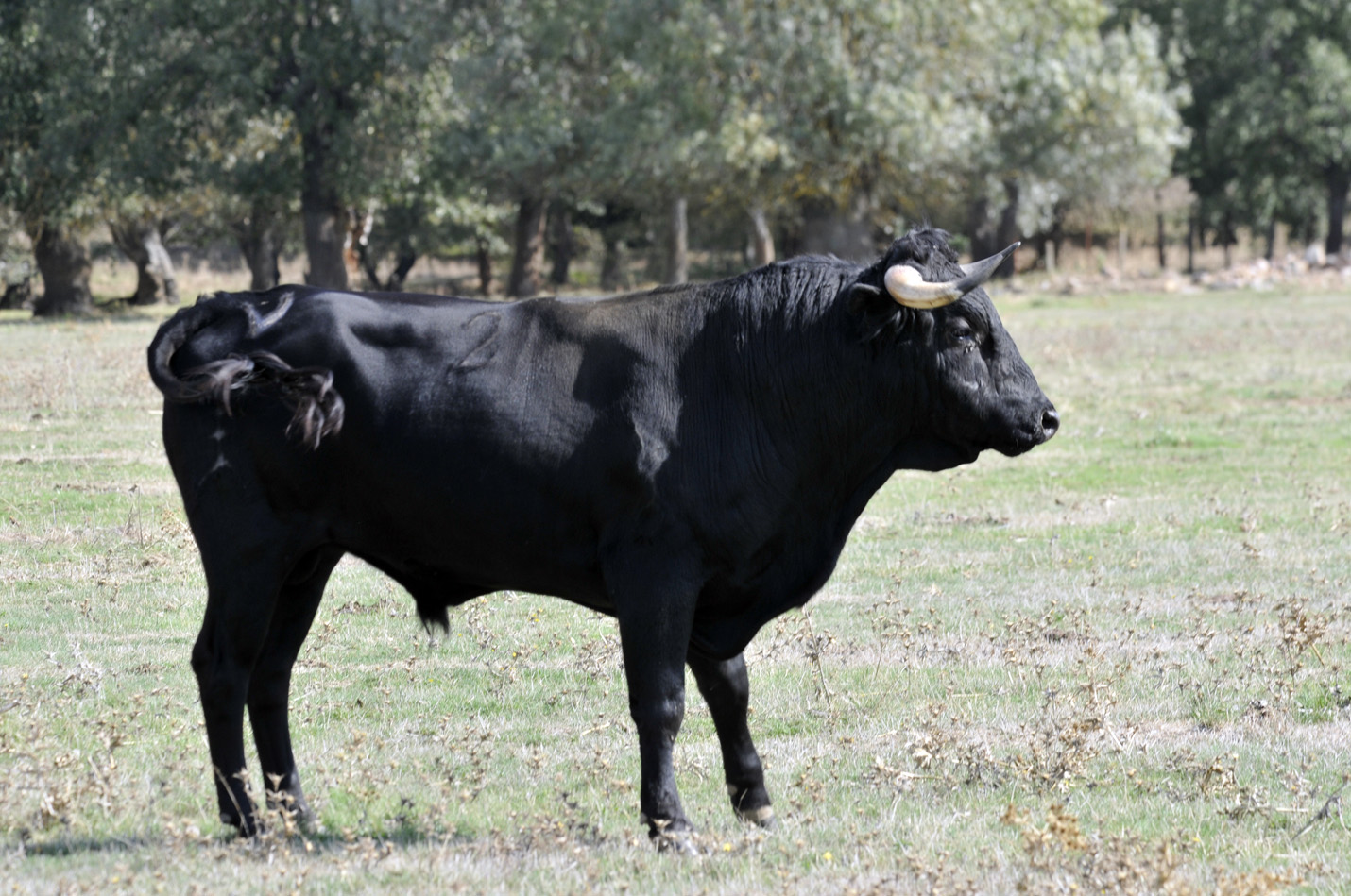 El Blog de la BODEGA EL TOREO: Viaje a los SUEÑOS BRAVOS. Campo Charro ...