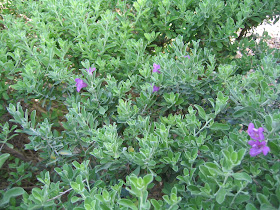 [Liste] Waxleaf Ligustrum Pyramid