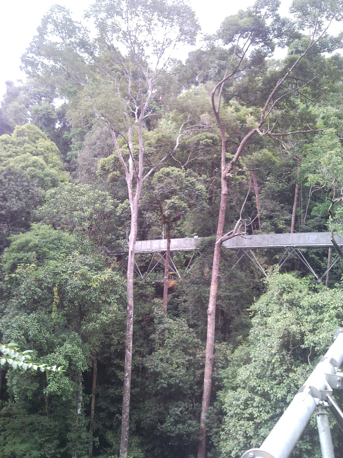 Getting more pips in Penang: Sungai Sedim Tree Top Walk