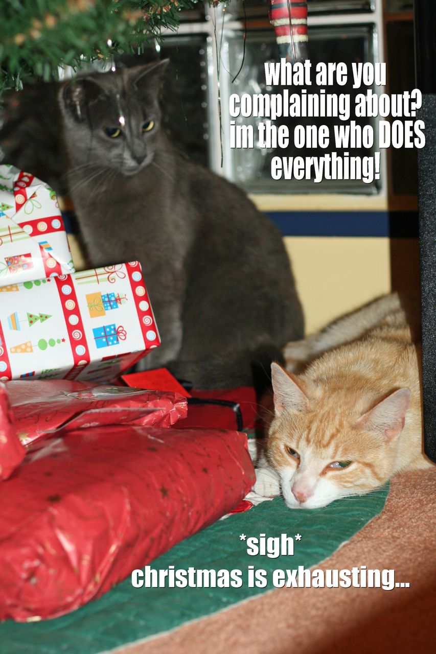 My Home Wellingtontown: wordful wednesday: my LOLCATS