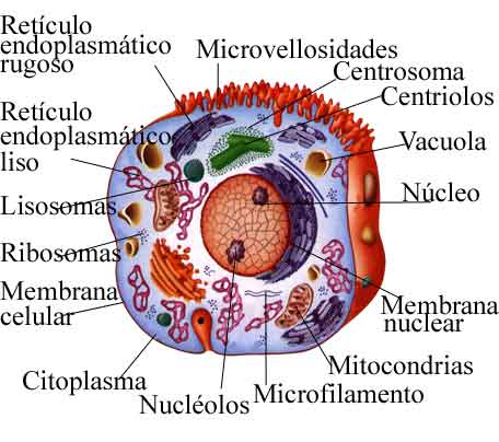 bio-bio: LA CÉLULA: UNIDAD ESTRUCTURAL Y FUNCIONAL DE LOS SERES VIVOS.