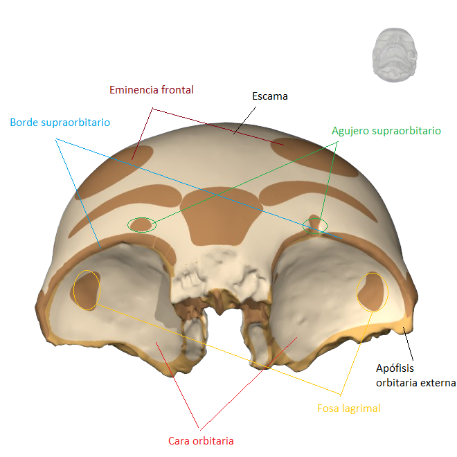 Huesos del Cráneo: Hueso Frontal