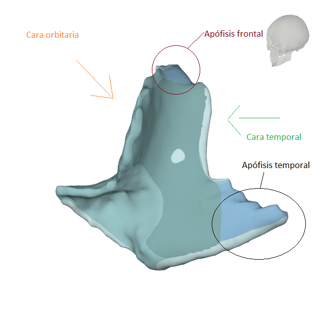 Huesos del Cráneo: Hueso Cigomático