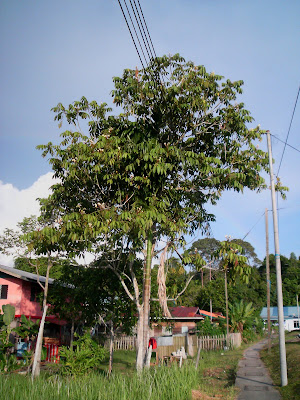 my BINTULU clicks: Seasonal fruits - Dabai (canarium odontophyllum)