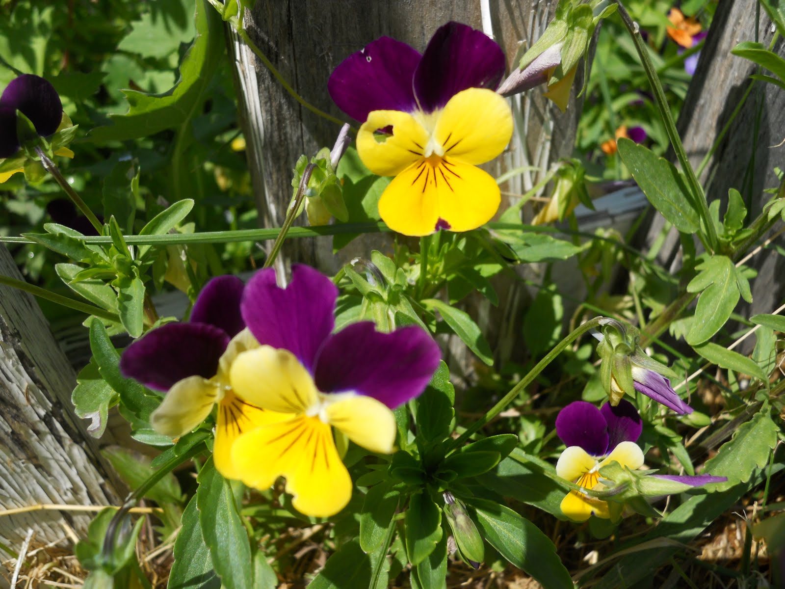 Four Season Day: Heartsease