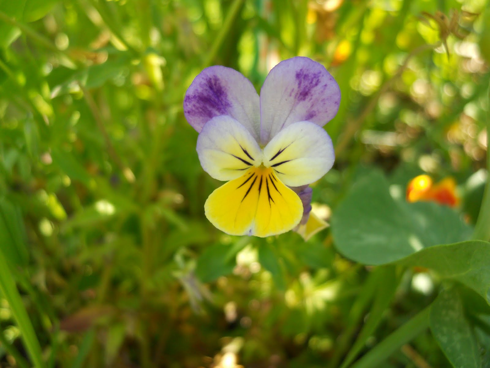 Four Season Day: Heartsease