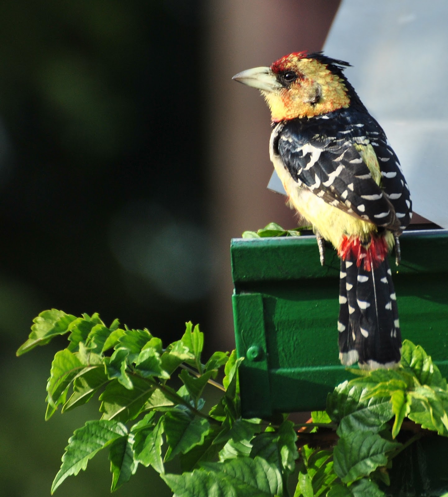 Birds at 40 on Ilkey B&B: Crested Barbet