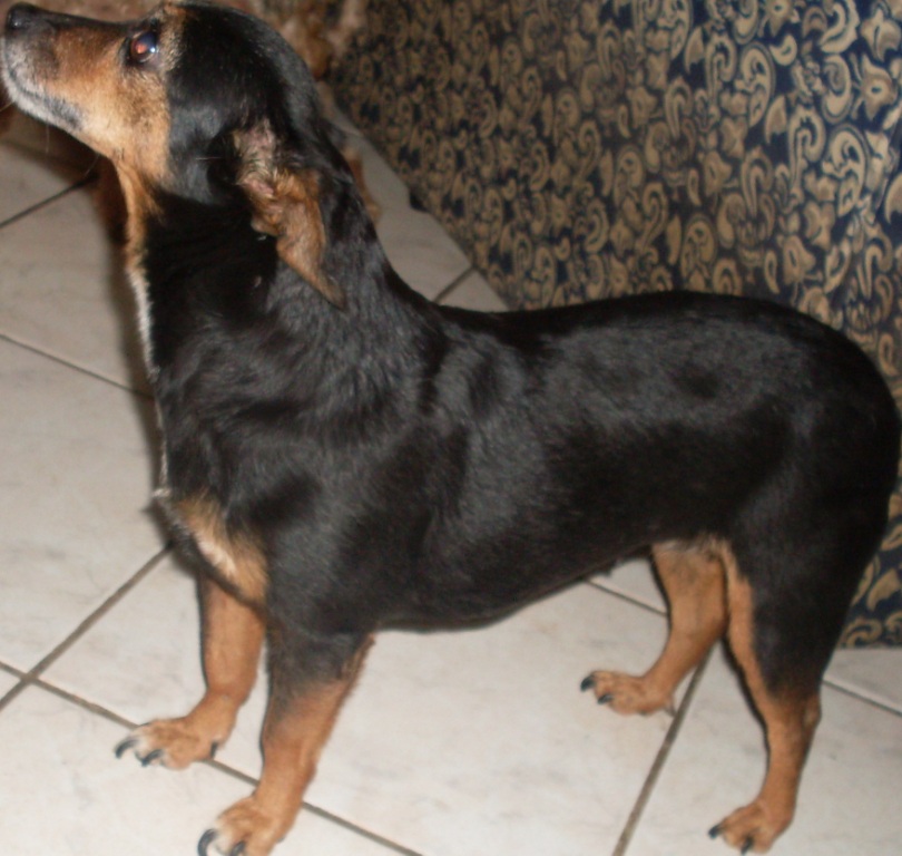Adote, Não Compre!: ADOTADA!!! Pitucha, pequenina pinscher para adoção ...