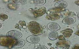 Catatan drh. Johan Josias Manery S.KH: Koksidiosis (Isospora) pada ...