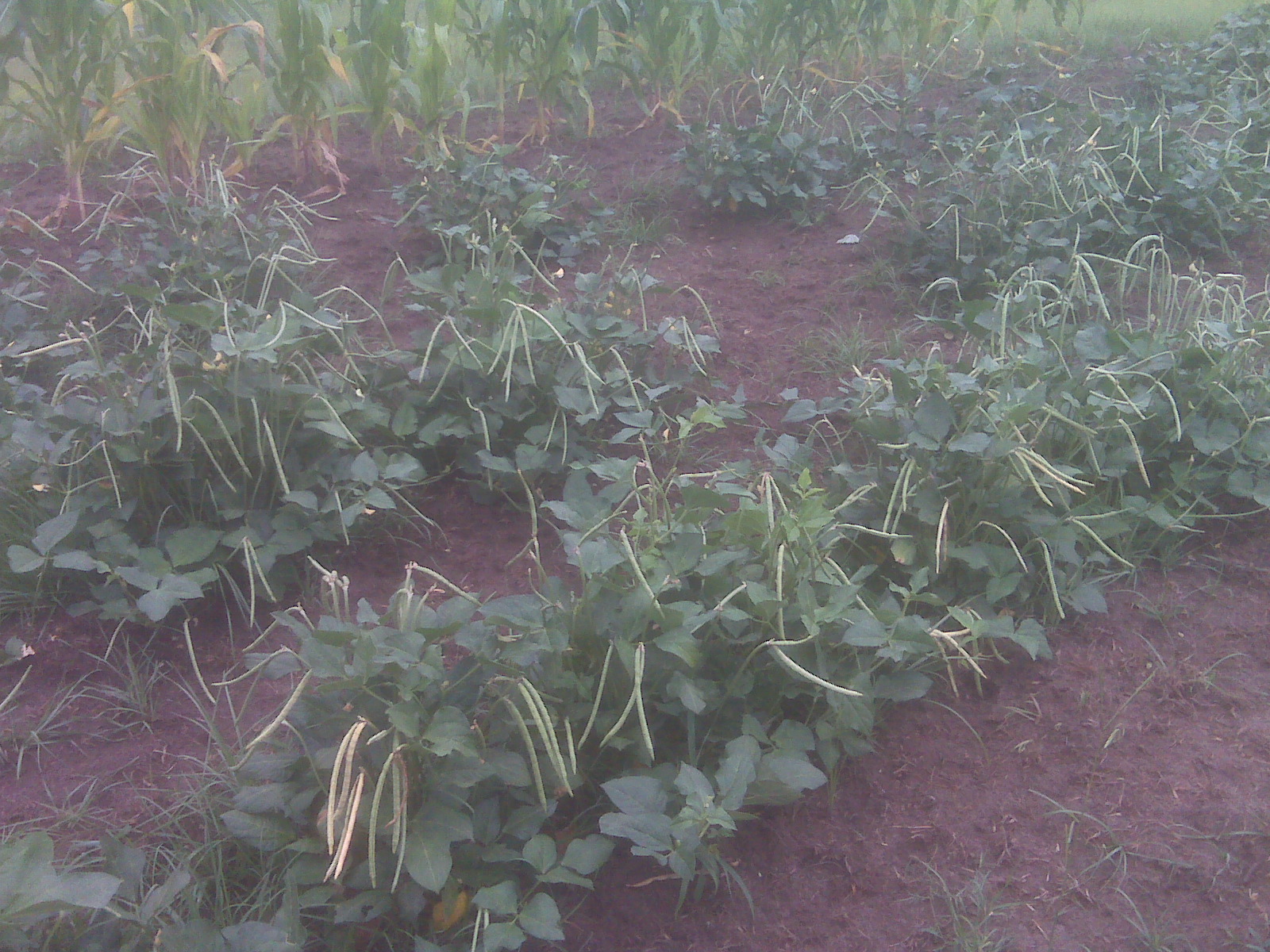 Kathlyn's Grace: Peas, Peas, and more Peas….