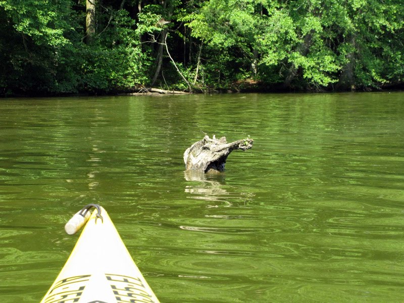 Sunny Side Up: Kayaking with a Crocodile in Lake Guntersville State Park