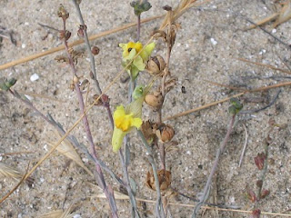 Das plantas e das pessoas: Linaria polygalifolia (Plantaginaceae)