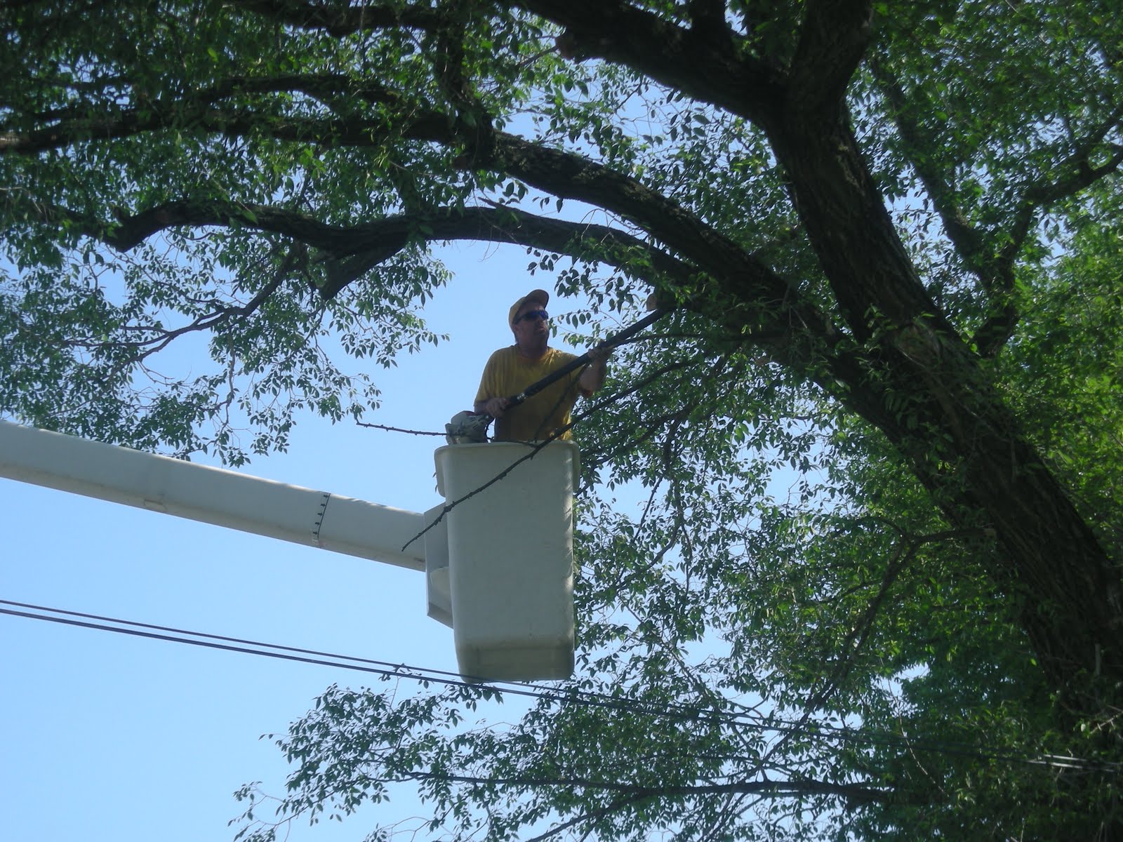 Dan, the Tree Man: Tree Trimming with the Bucket Truck