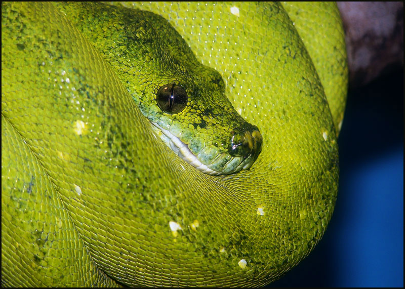 Gladys Porter Zoo Department of Herpetology: Babies Come in All Shapes ...