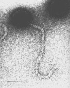 Good News, Everyone!: How the Bacteriophage got its Tail...?