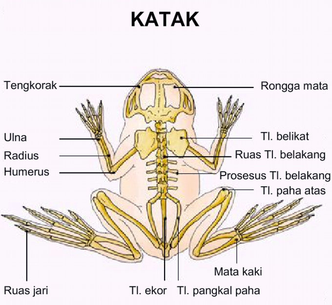ricky notes: kerangka katak