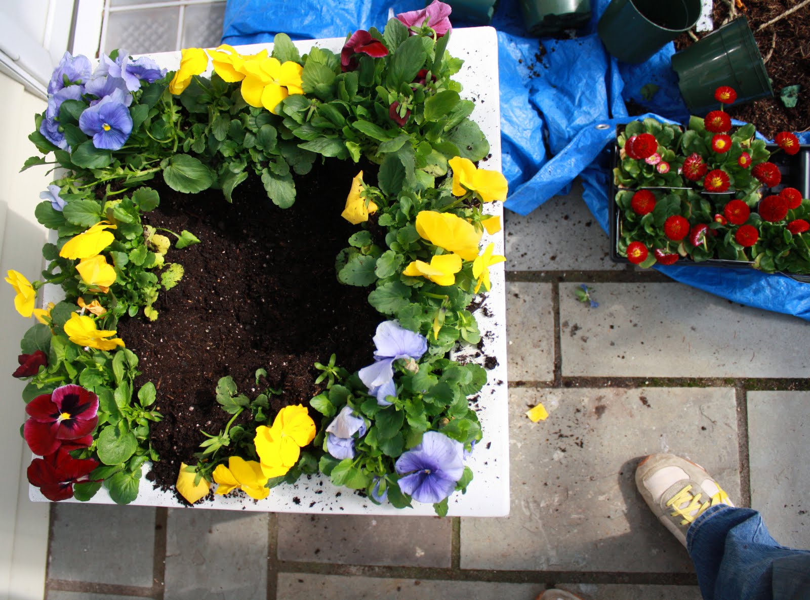 flores del sol: DIY spring container planting