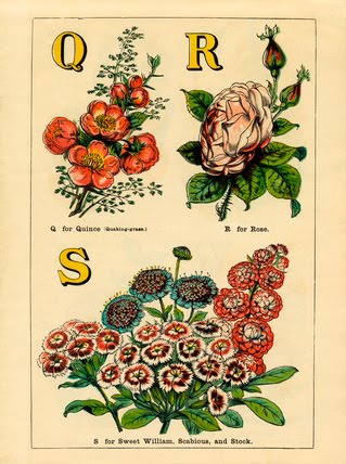 flores del sol: the alphabet of flowers
