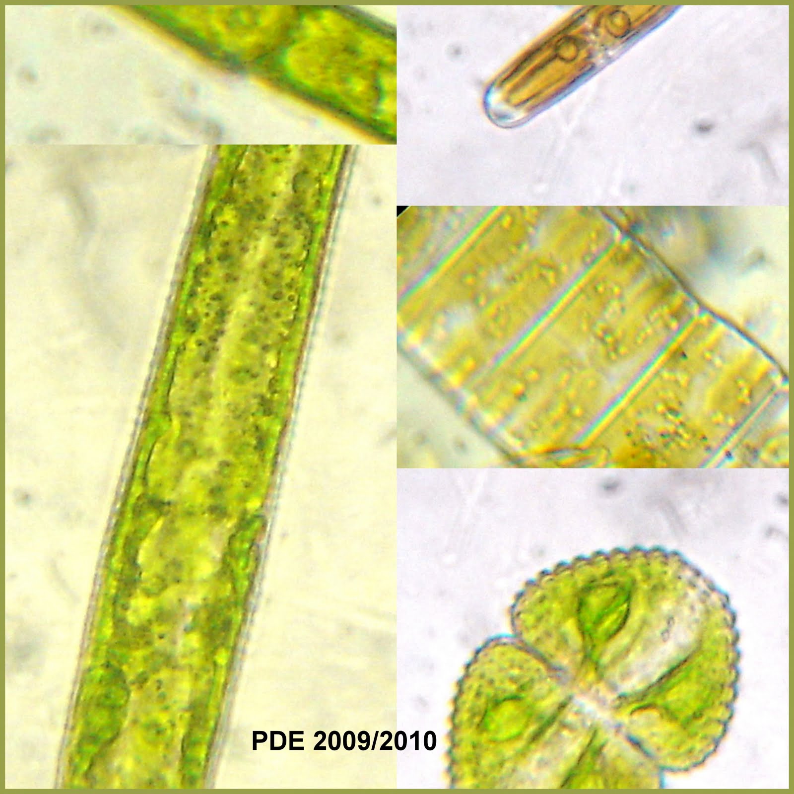 Cultivo de Microalgas em Fotobiorreatores: Nossas Microalgas.