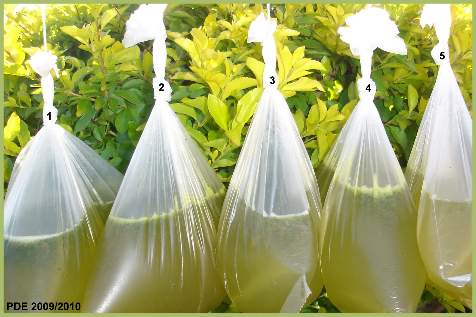 Cultivo de Microalgas em Fotobiorreatores: Novo cultivo. . . Microalgas...