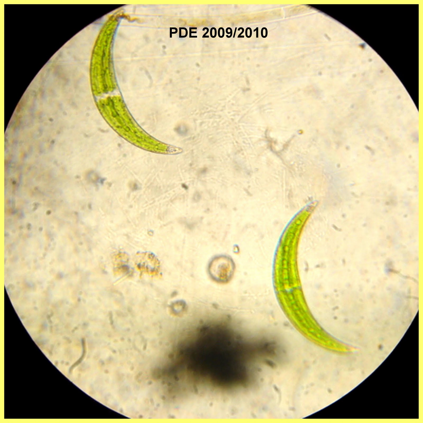 Cultivo De Microalgas Em Fotobiorreatores Agosto 2010
