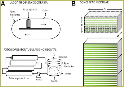 Cultivo de Microalgas em Fotobiorreatores: Enquete... Fotobiorreator...