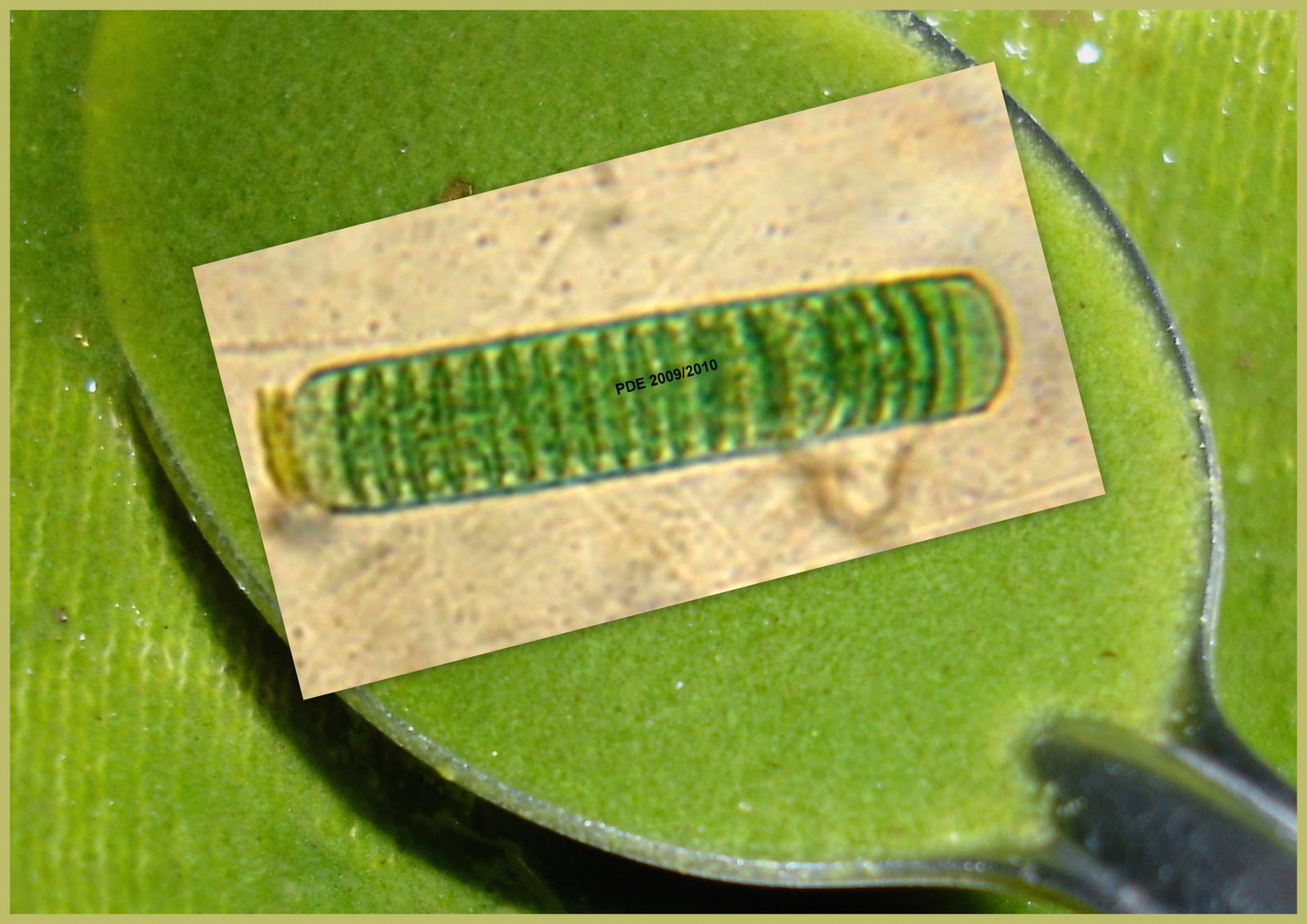 Cultivo de Microalgas em Fotobiorreatores: Microalgas... Biomassa...