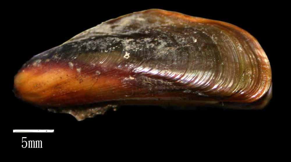 Mexilhão dourado se alastra no Pantanal ~ Nature Planet