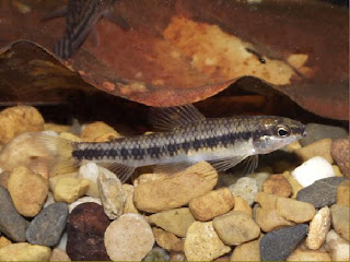 Ordem Characiformes ~ Nature Planet