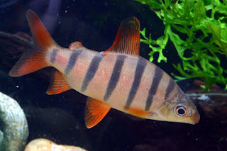 Ordem Characiformes ~ Nature Planet