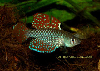 killifishes Sul-Americanos ~ Nature Planet