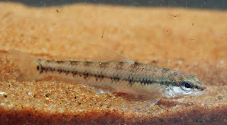 Expedição à bacia do Rio Sepotuba. ~ Nature Planet