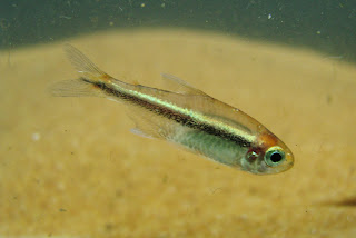 Expedição à bacia do Rio Sepotuba. ~ Nature Planet