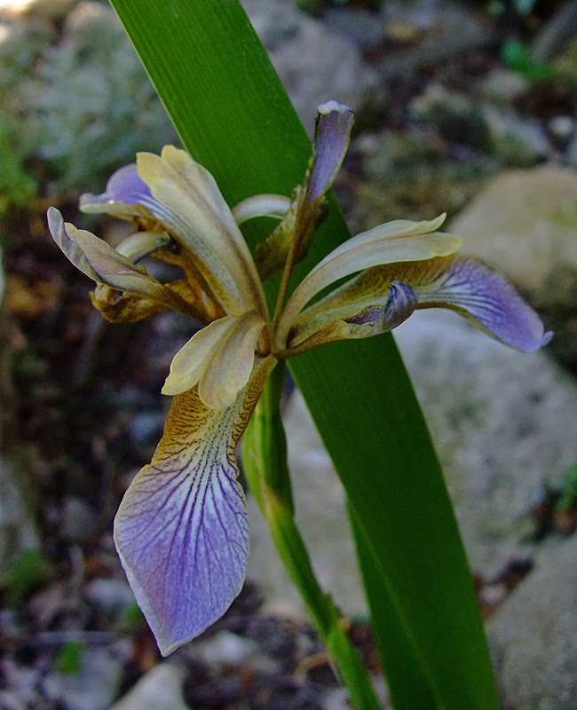 PASOS: Tour fotográfico por mi jardín en junio
