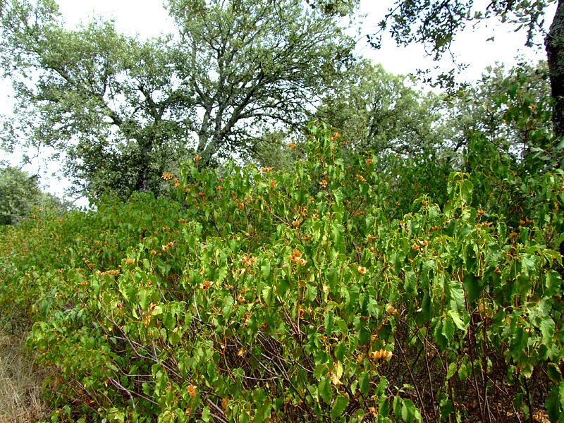 PASOS: Guara, 8 de agosto